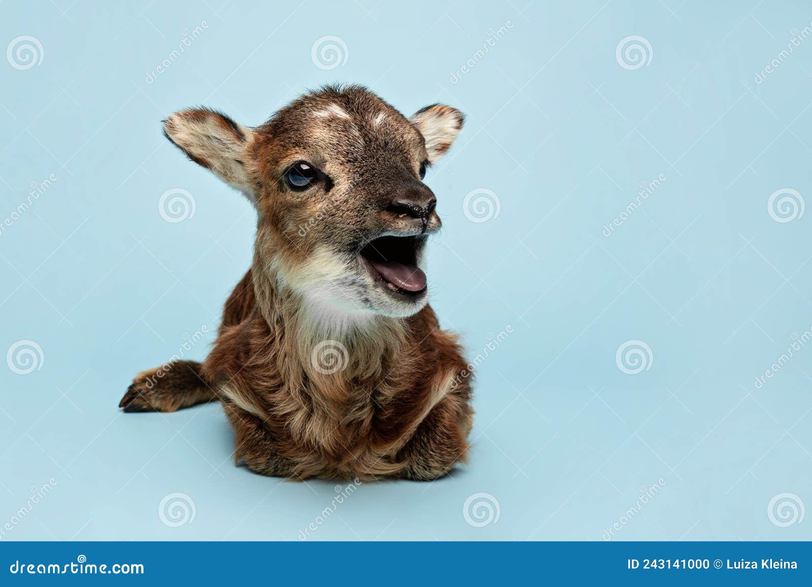Studio Portrait of a Lamb stock photo. Image of domestic - 243141000