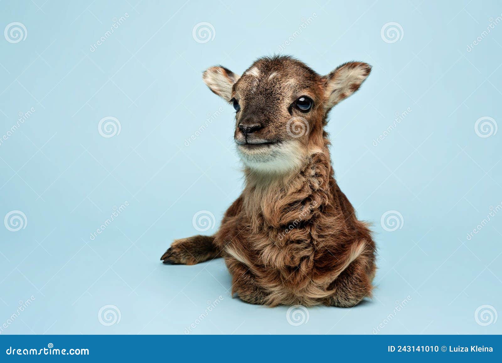 Studio Portrait of a Lamb stock photo. Image of animal - 243141010
