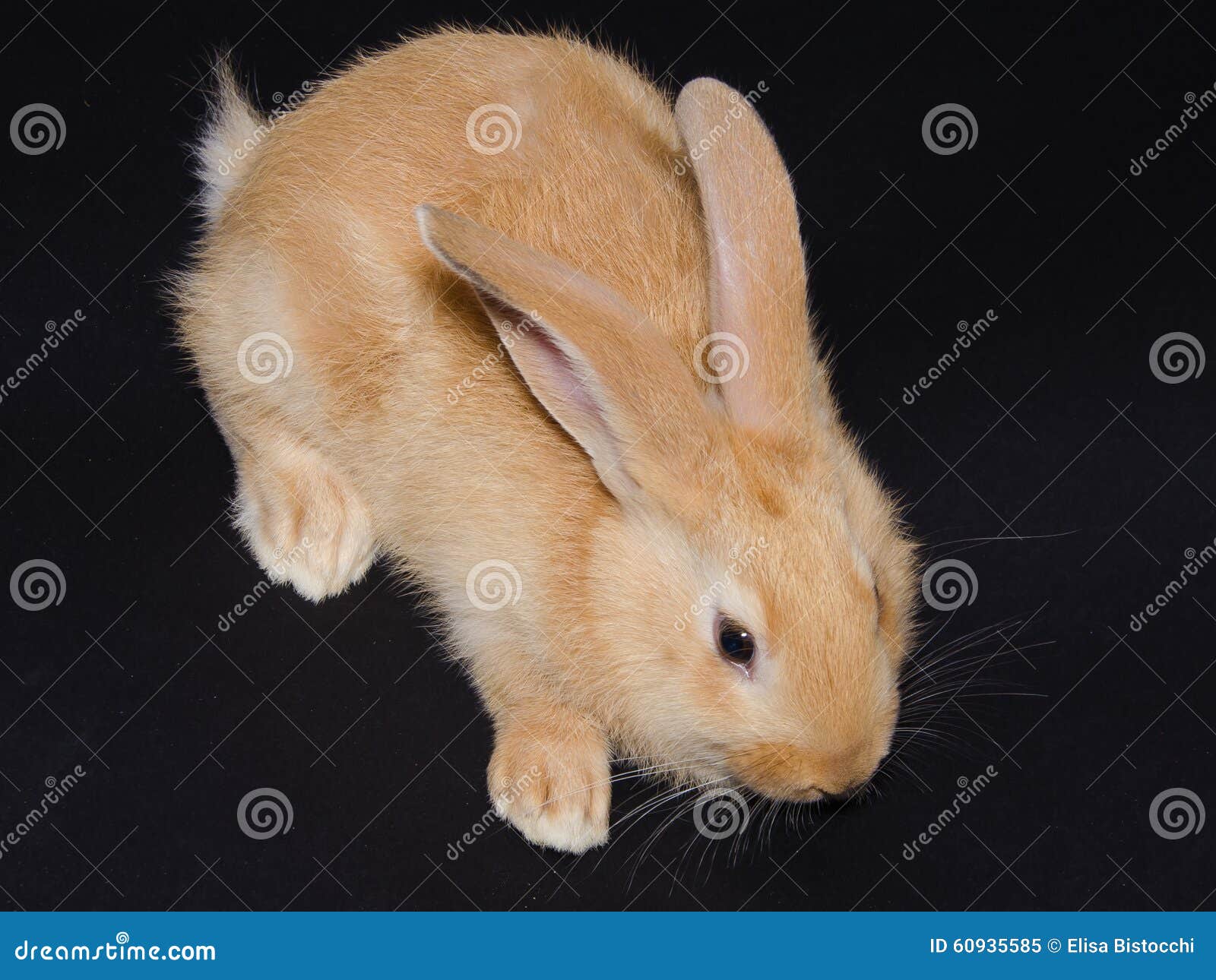 Studio Portrait of Little Brown Bunny Stock Image - Image of little ...