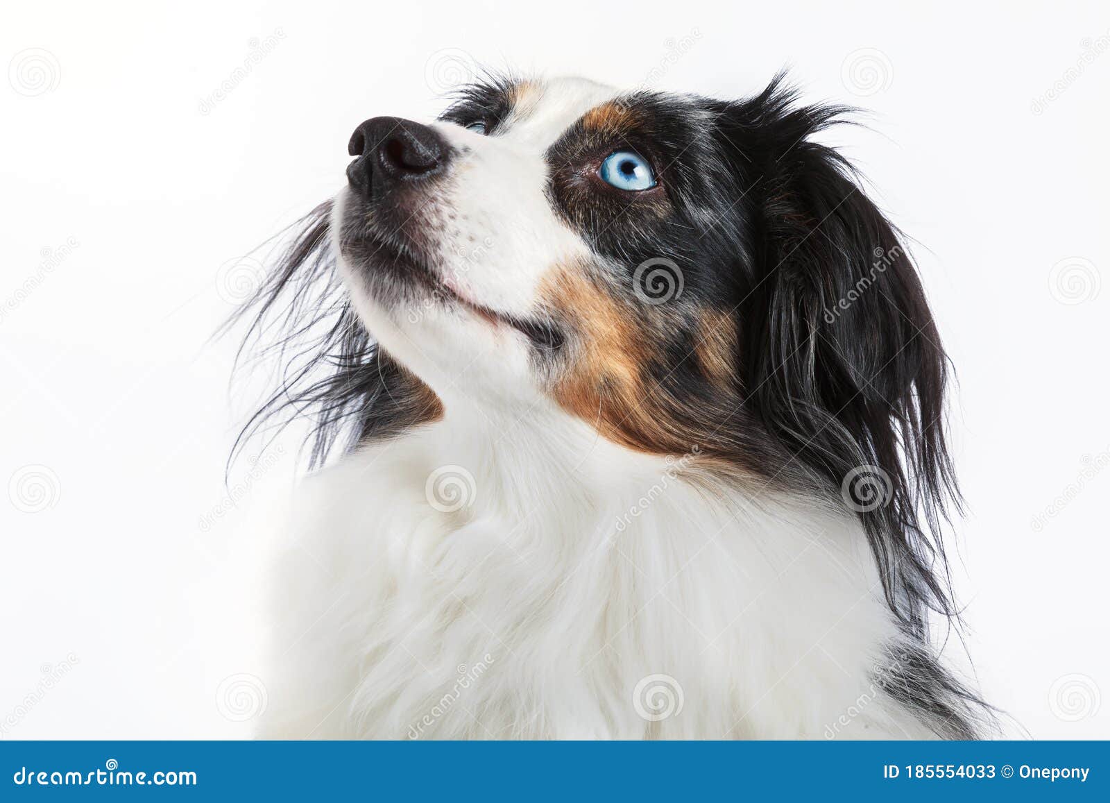 Mini Aussi Portrait stock image. Image of australian - 185554033