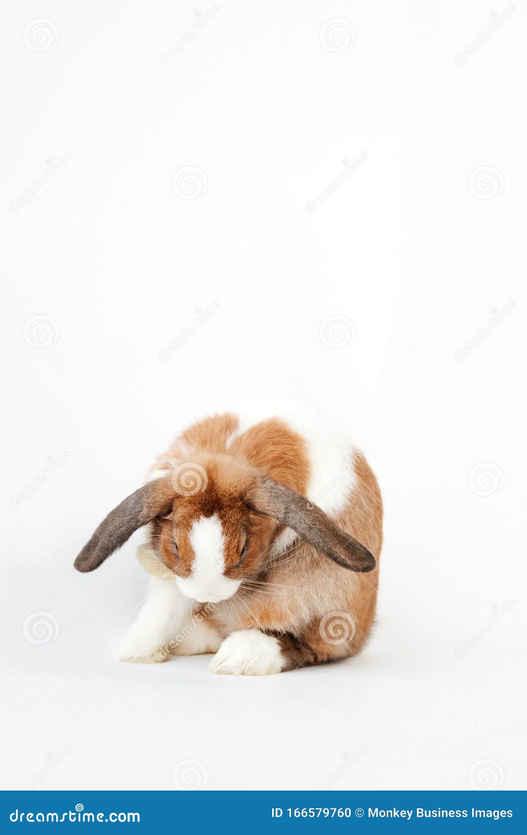Studio Portrait of Miniature Brown and White Flop Eared Rabbit Cleaning ...