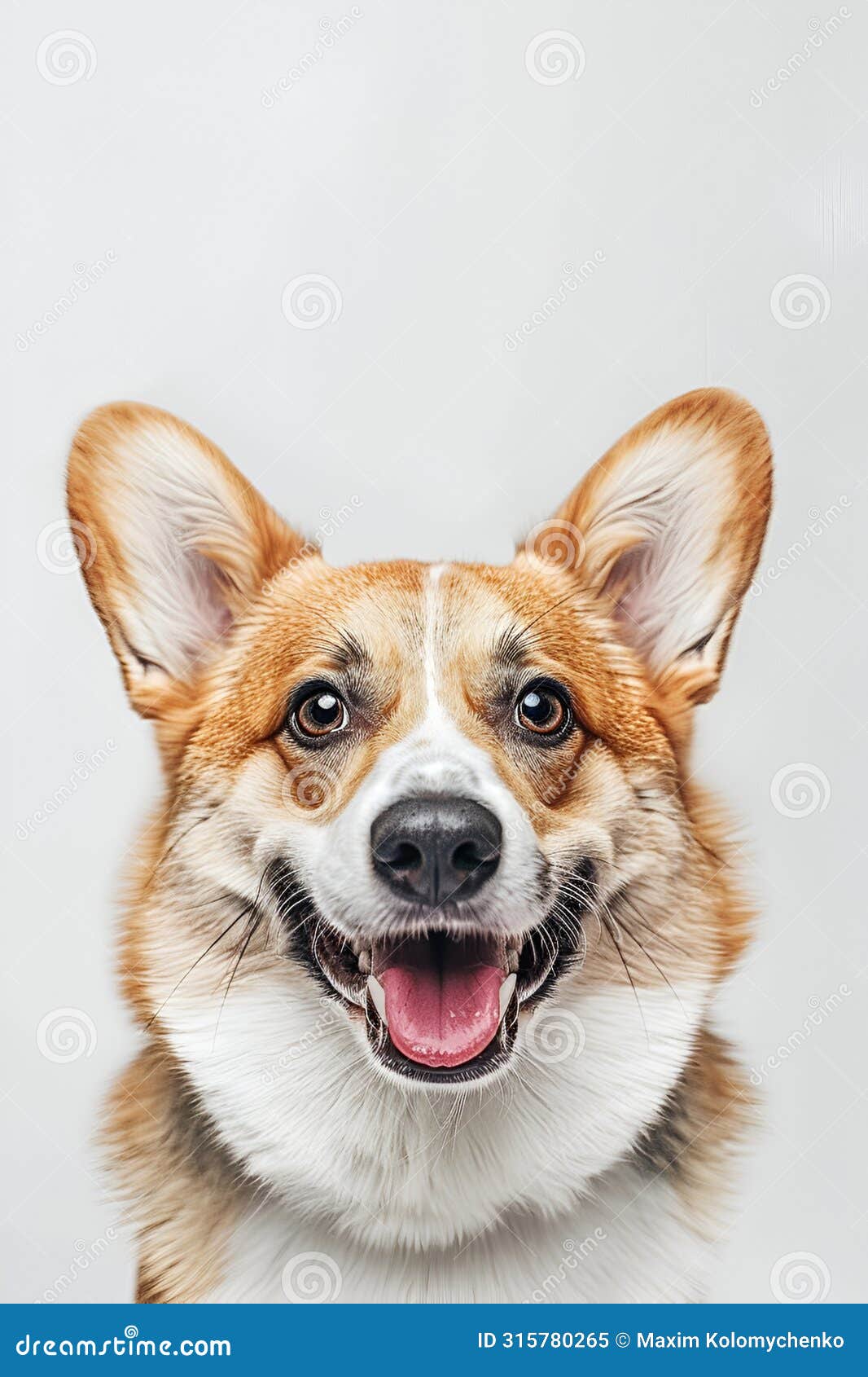 Studio Portrait Photo of a Corgi on a White Background. Stock ...