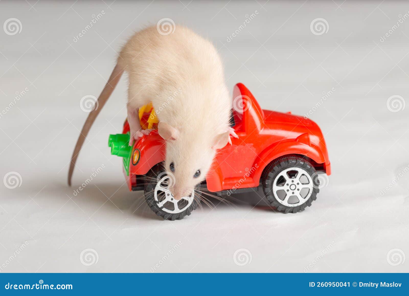 Studio Portrait of a Rat with a Toy Car Stock Image - Image of animals ...