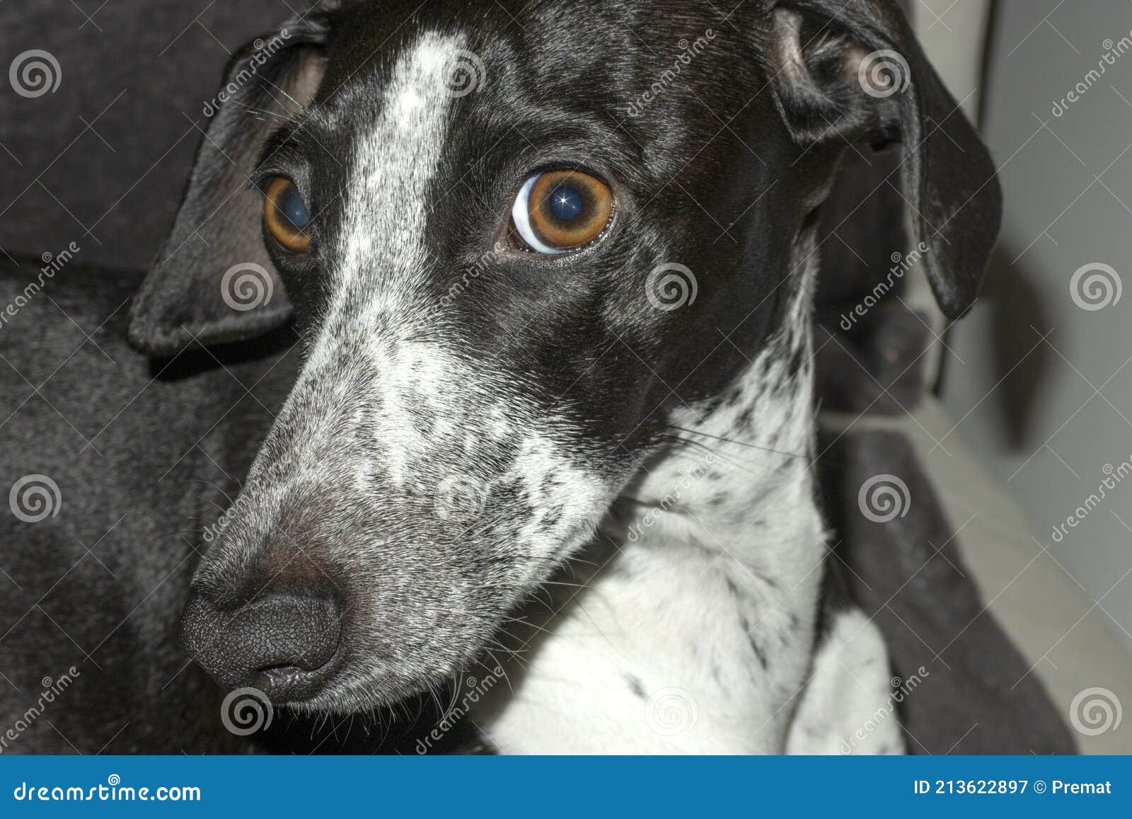 Studio Portrait of Ruby with Stars in Eyes Stock Image - Image of ...