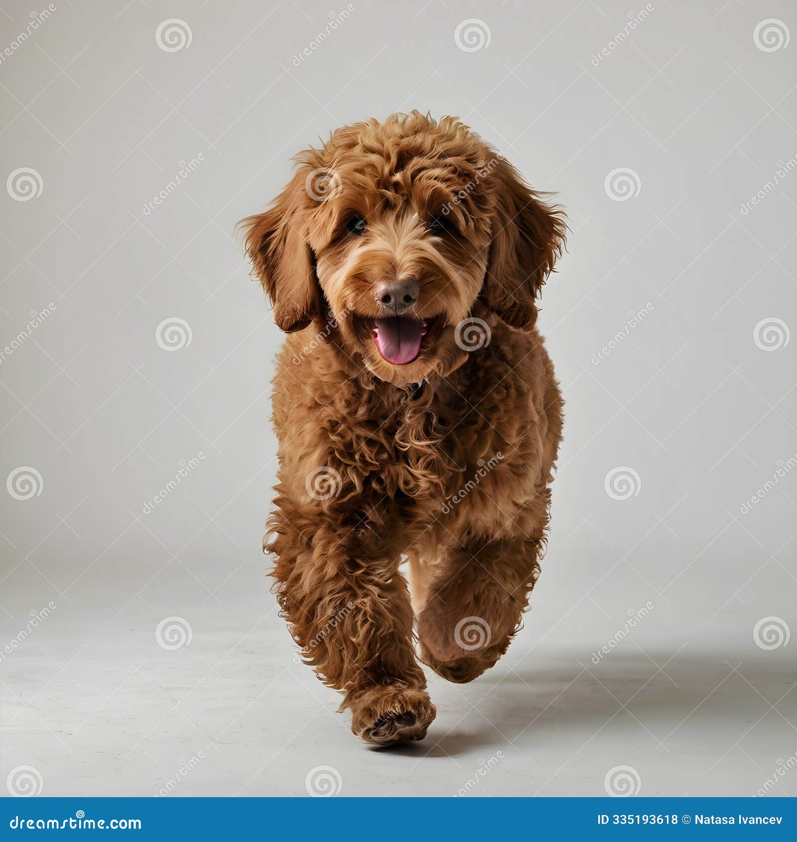 Studio Portrait of Smiling Goldendoodle with Curly Fur Against a White ...