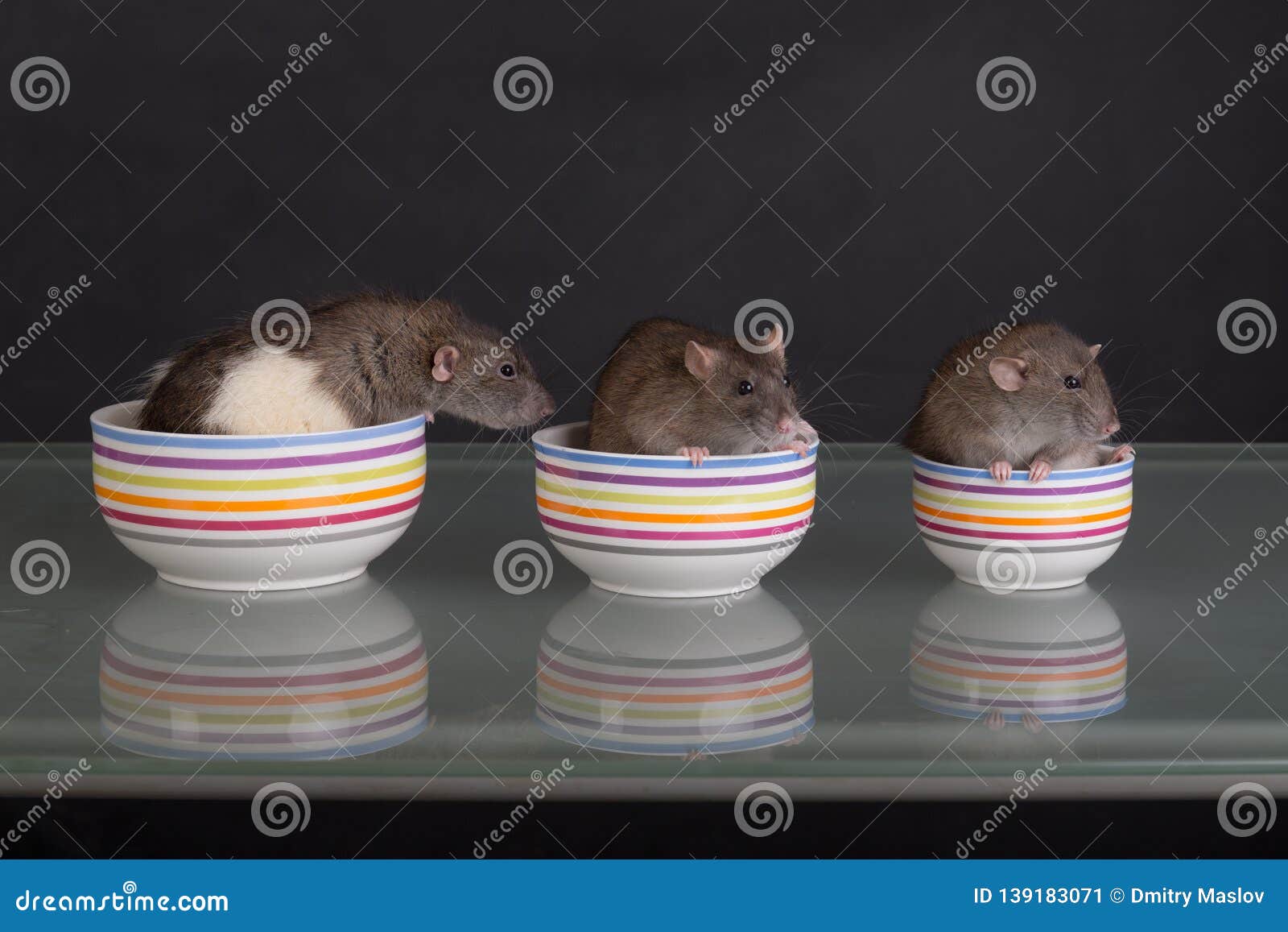 Studio Portrait of Three Rats Stock Image - Image of three, animals ...