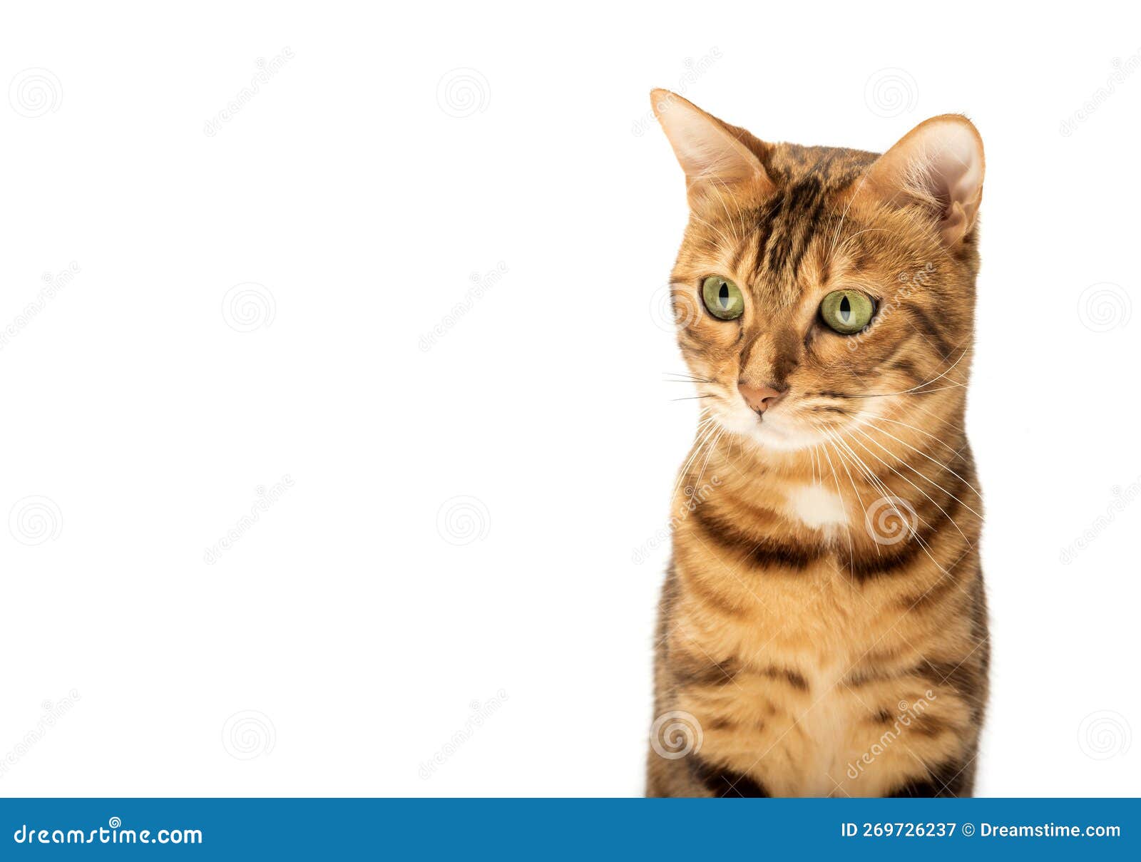 Studio Shooting of Bengal Cats, White Background Stock Image - Image of ...