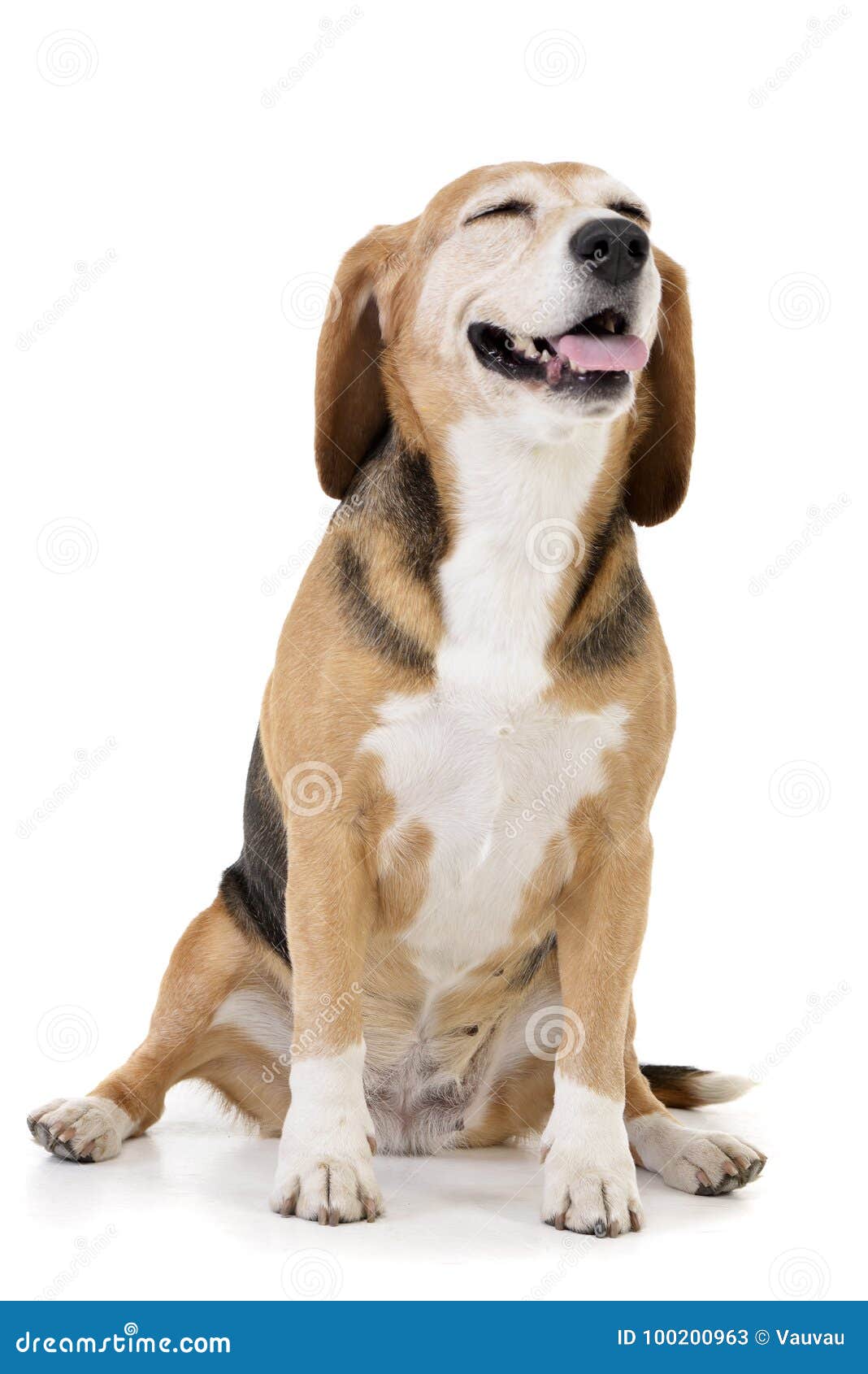 Studio Shot of an Adorable Beagle Stock Image - Image of happy, beagle ...