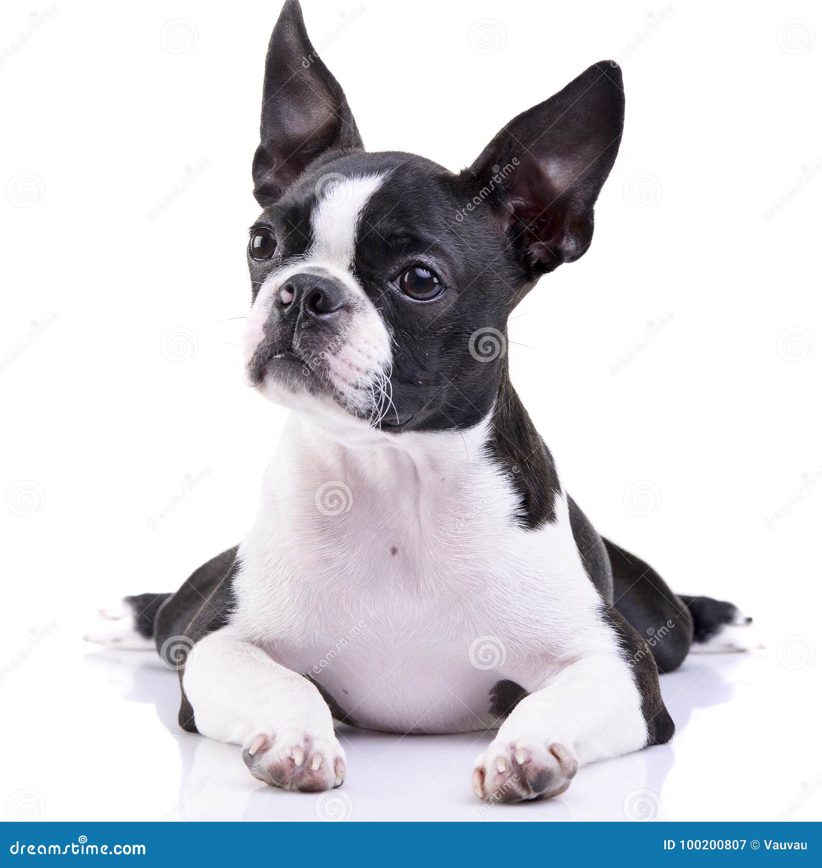 Adorable Boston Terrier Puppy, Lying In A Snuggle Bed Safe Inside Her ...