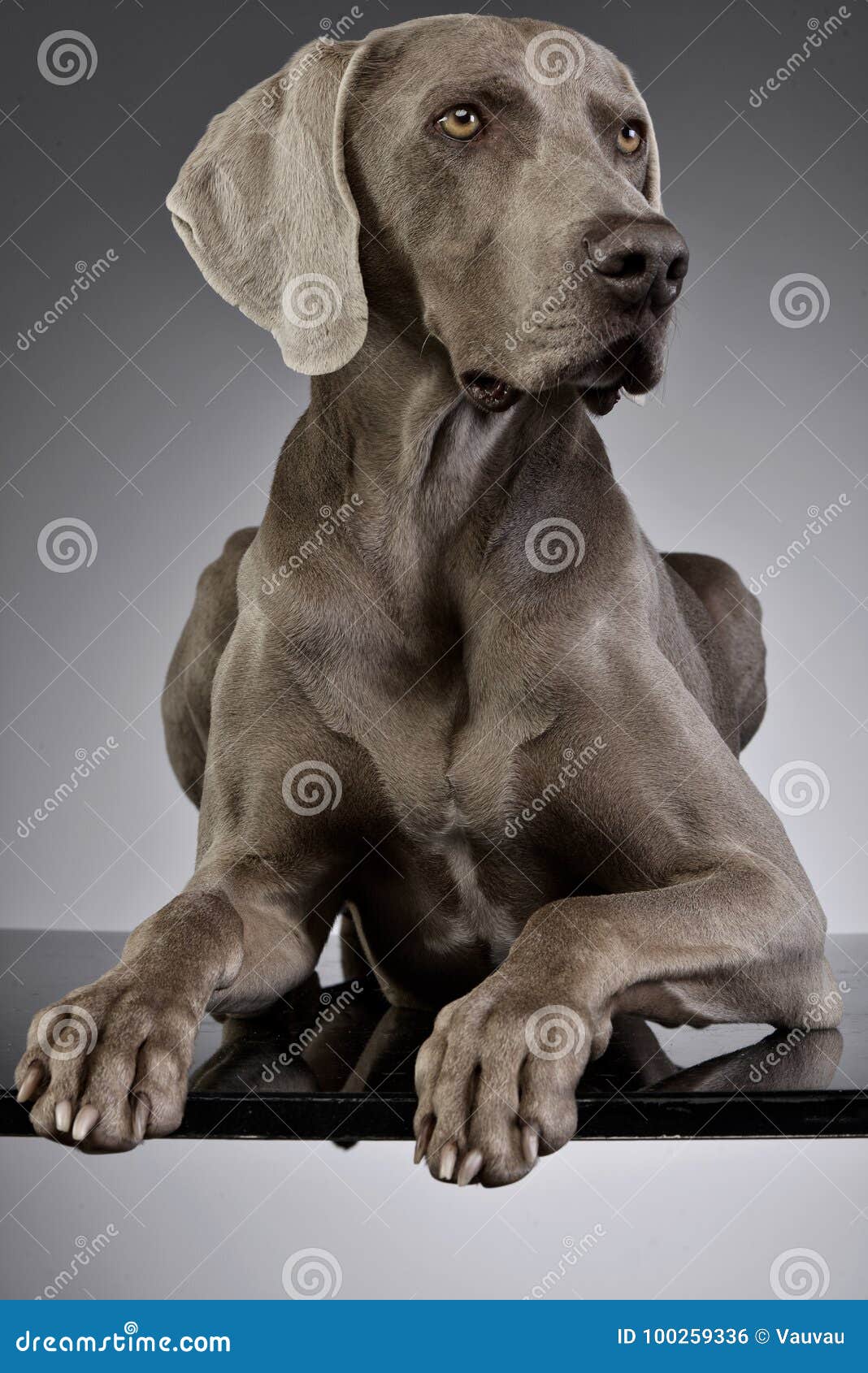Studio Shot of an Adorable Weimaraner Stock Photo - Image of pedigreed ...