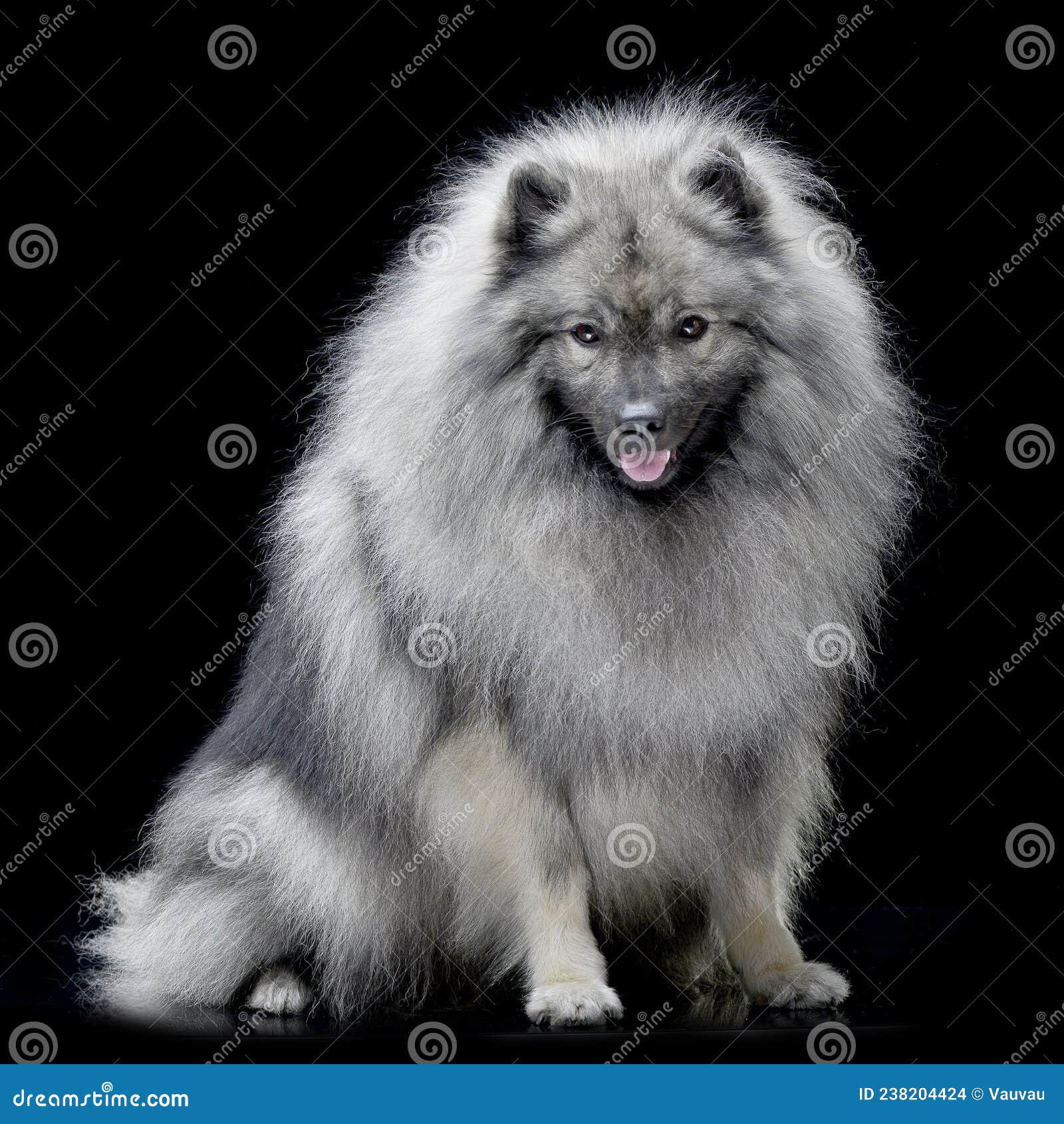 Studio Shot of an Adorable Wolf Spitz Stock Photo - Image of nose ...