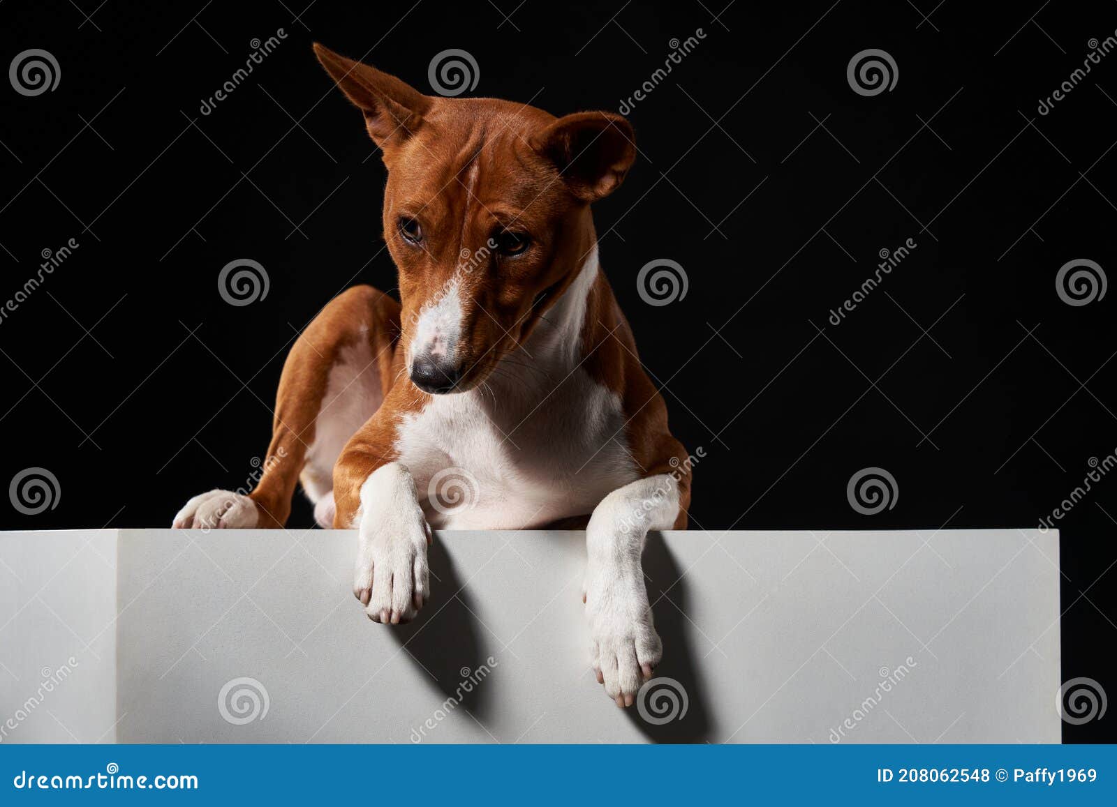 Studio Shot of Basenji Dog Lying on Banner with Copy Space Stock Photo ...