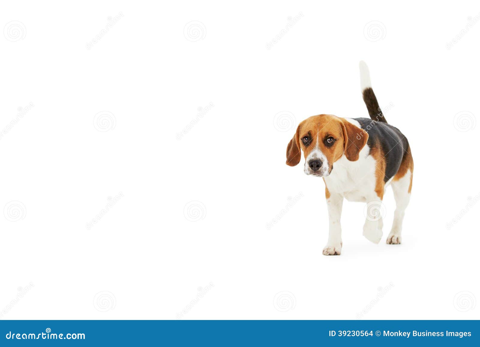 Studio Shot of Beagle Dog Walking Against White Background Stock Photo ...