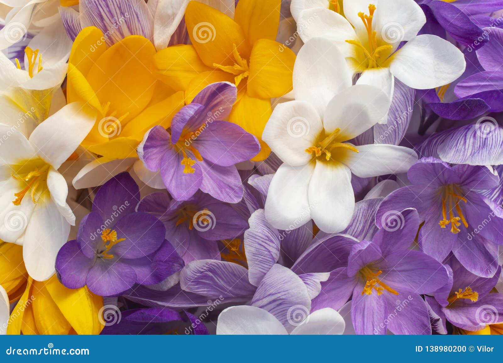 Crocus flower backgrounds stock photo. Image of perennial - 138980200