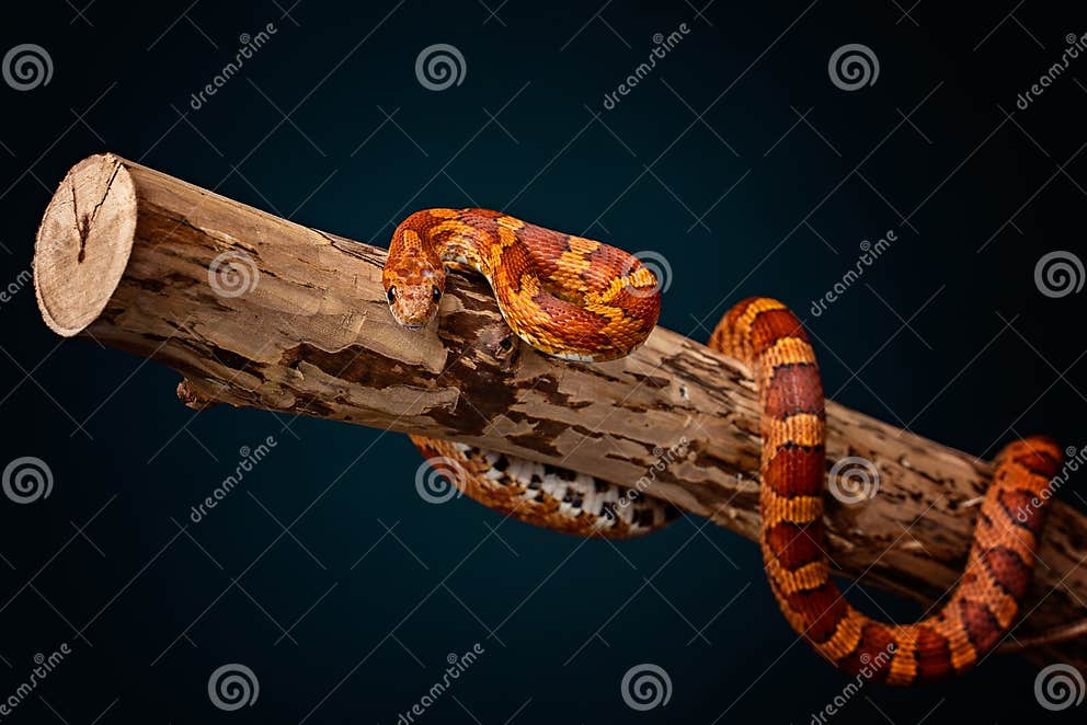 Corn snake on a log stock image. Image of cornsnake - 254519837