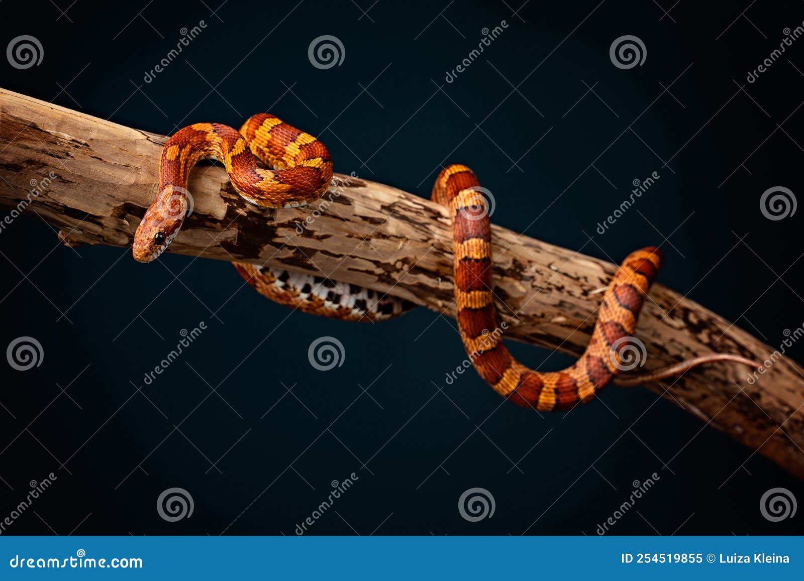 Corn snake on a log stock image. Image of closeup, wildlife - 254519855