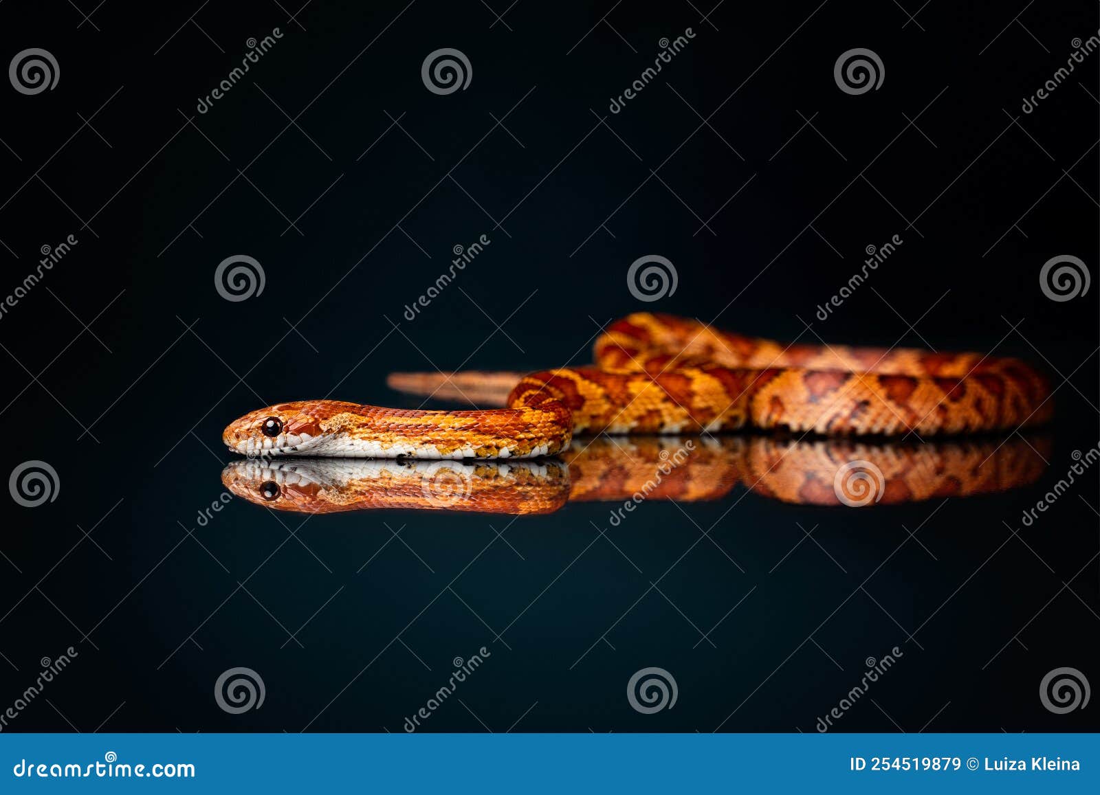 Corn snake with reflection stock image. Image of animal - 254519879