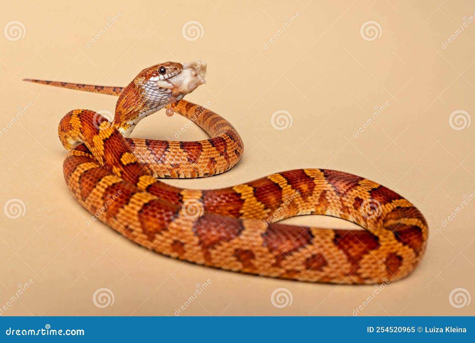 Corn Snake Being Fed a Mouse Stock Image - Image of feeding, mouse ...