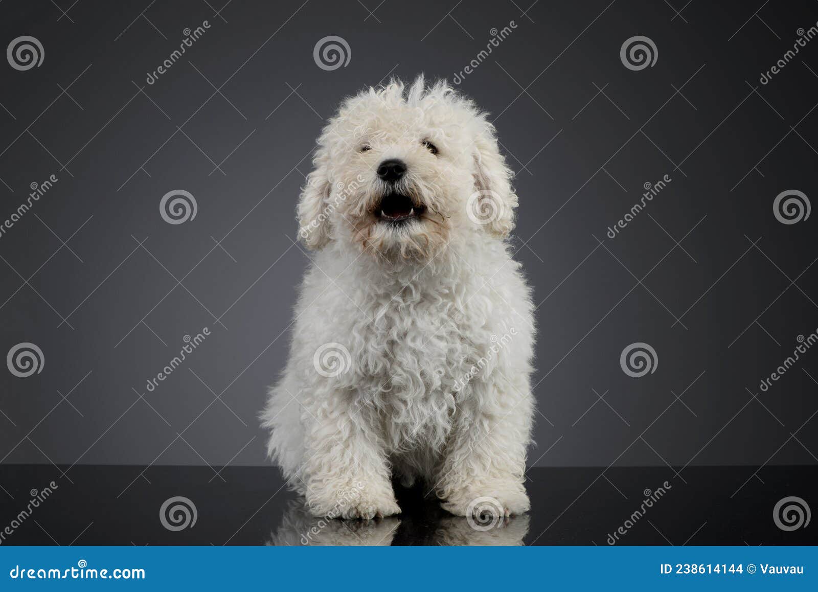 Studio Shot of a Cute Puli Puppy Stock Photo - Image of curious, animal ...