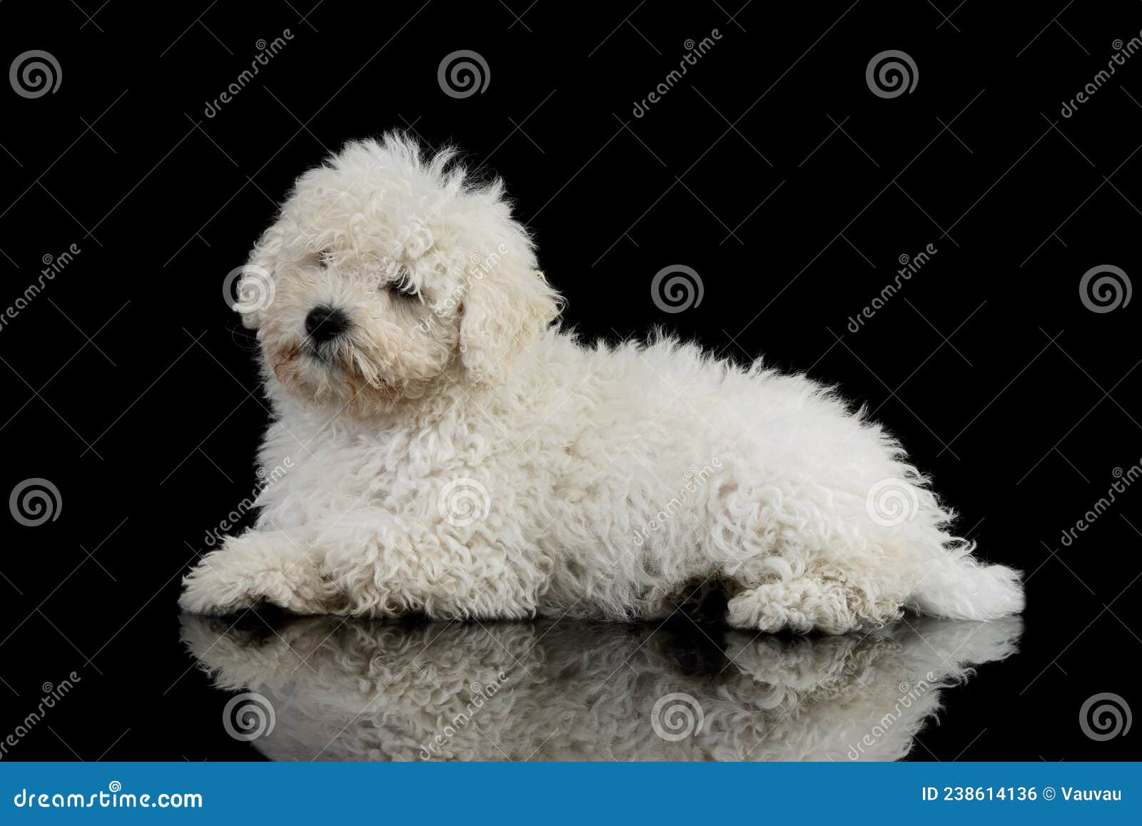 Studio Shot of a Cute Puli Puppy Stock Photo - Image of full, indoors ...
