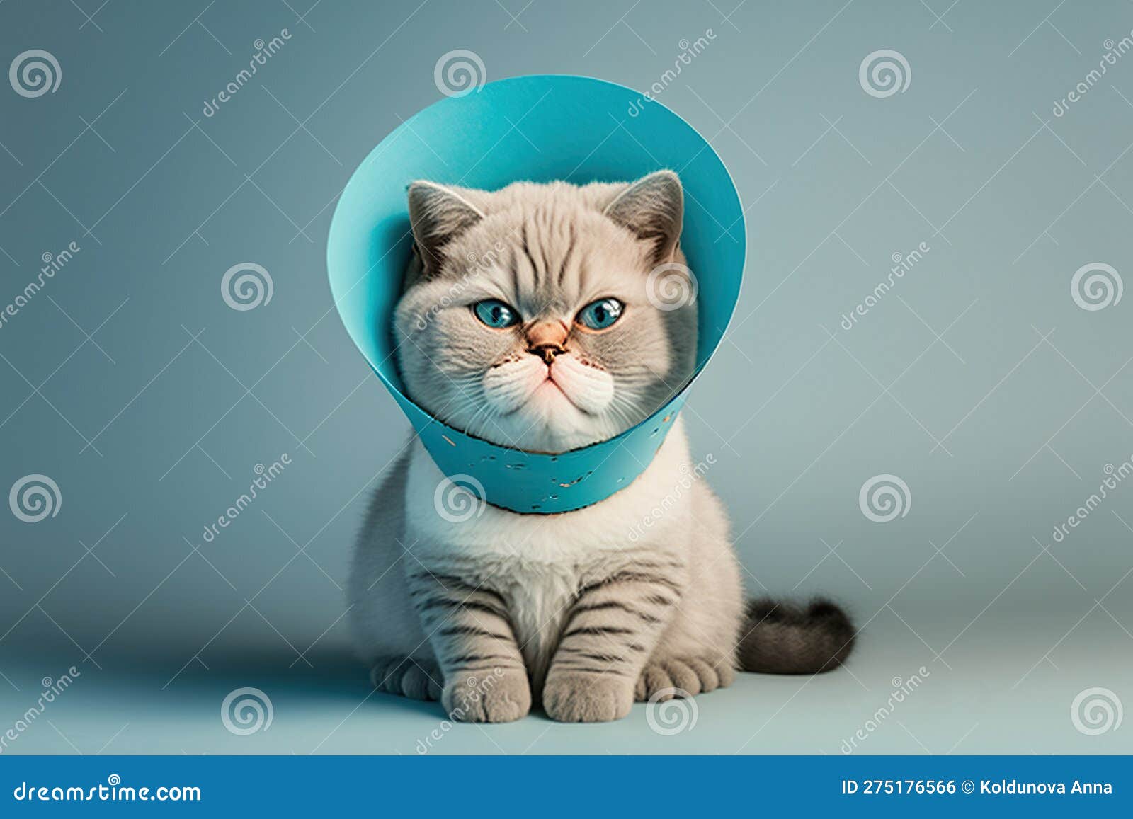 Studio Shot of Disgruntled Sad Cat Looking at Camera, Created with ...