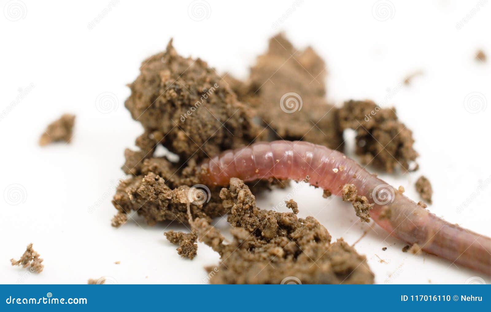 Studio Shot of an Earthworm Stock Photo - Image of studio, worm: 117016110
