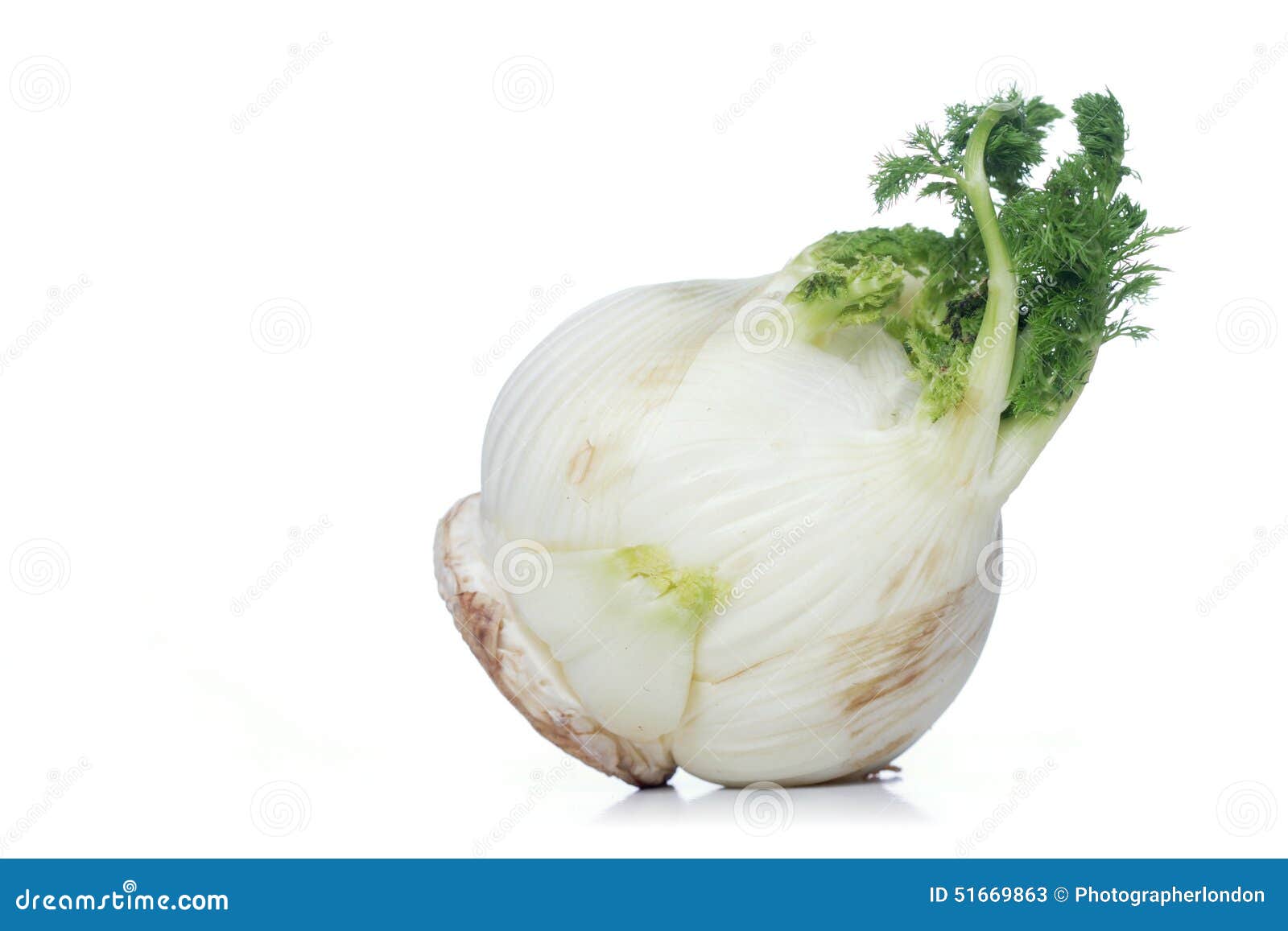Studio shot of fannel root stock image. Image of fennel - 51669863