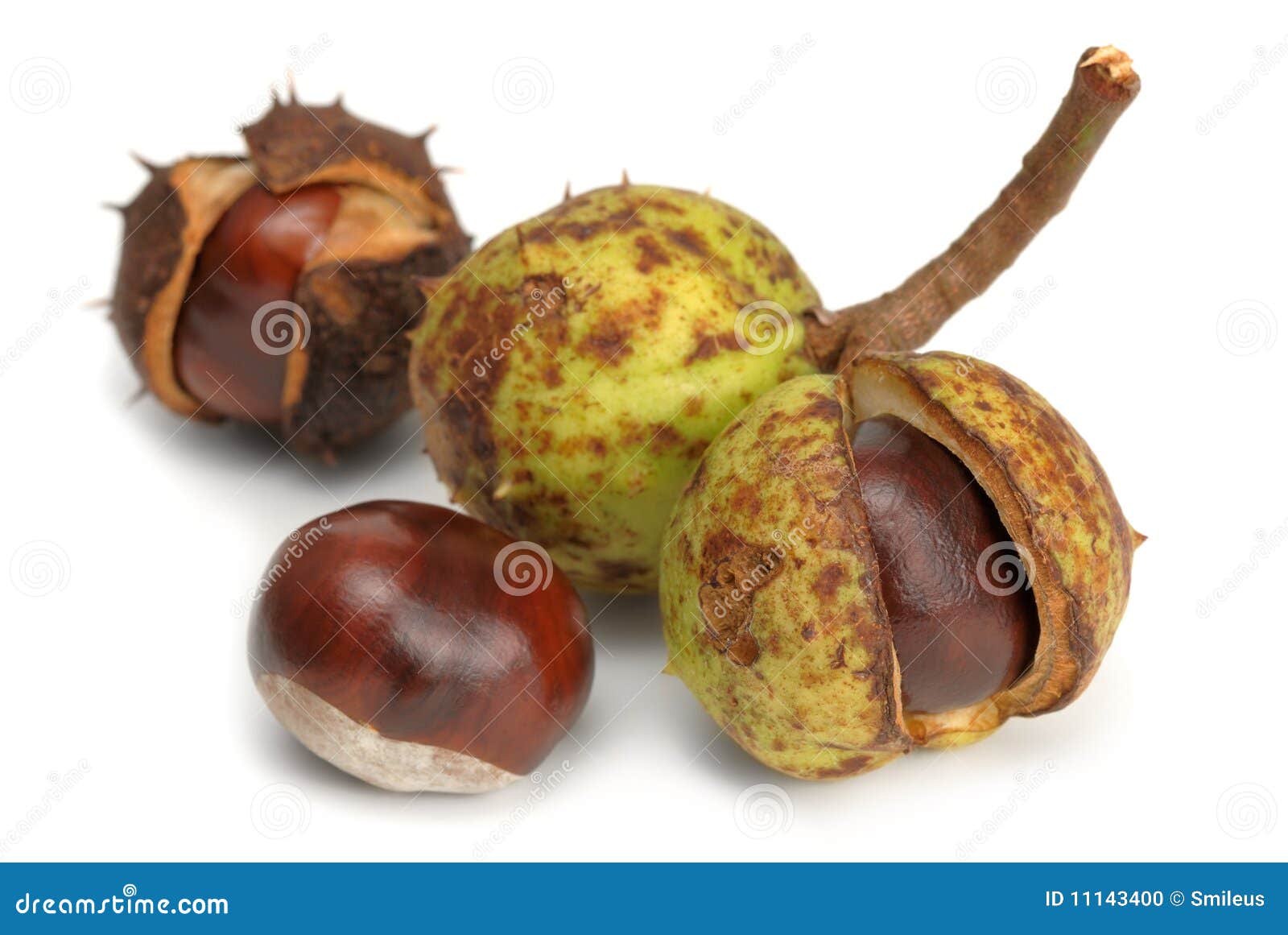 Studio Shot of Four Chestnuts Stock Photo - Image of hull, plant: 11143400