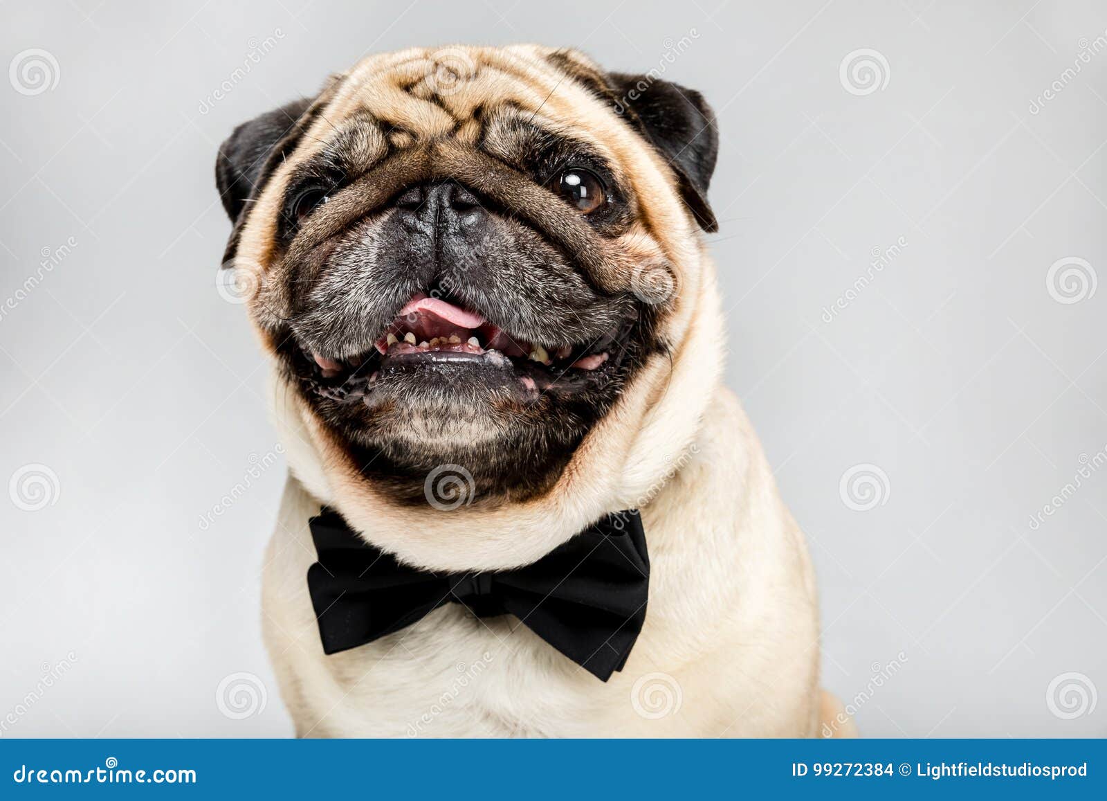Studio Shot of Funny Pug Dog in Bow Tie Stock Photo - Image of ...