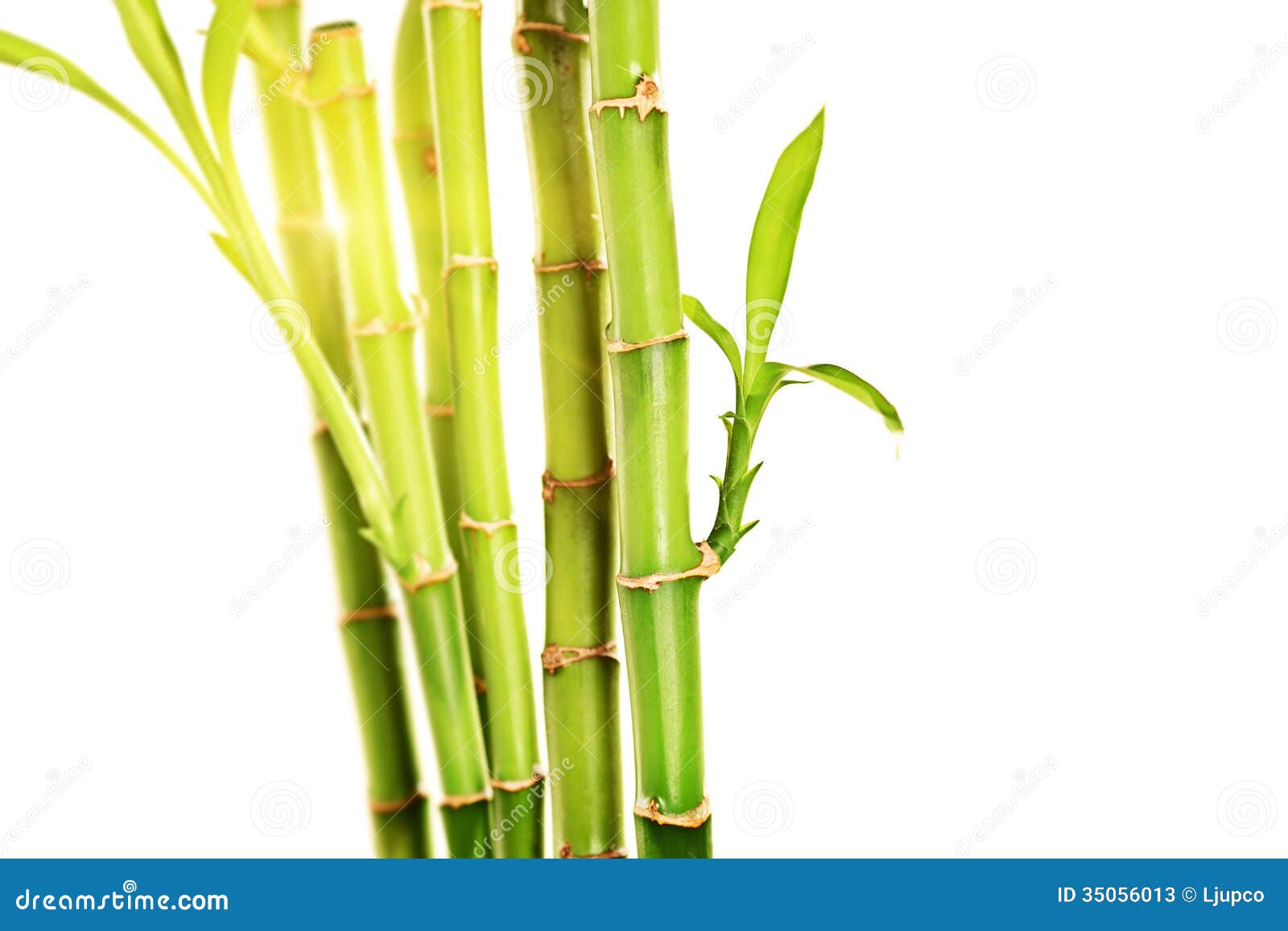 Studio Shot of Green Stalks of Bamboo with Leaves Stock Image - Image ...