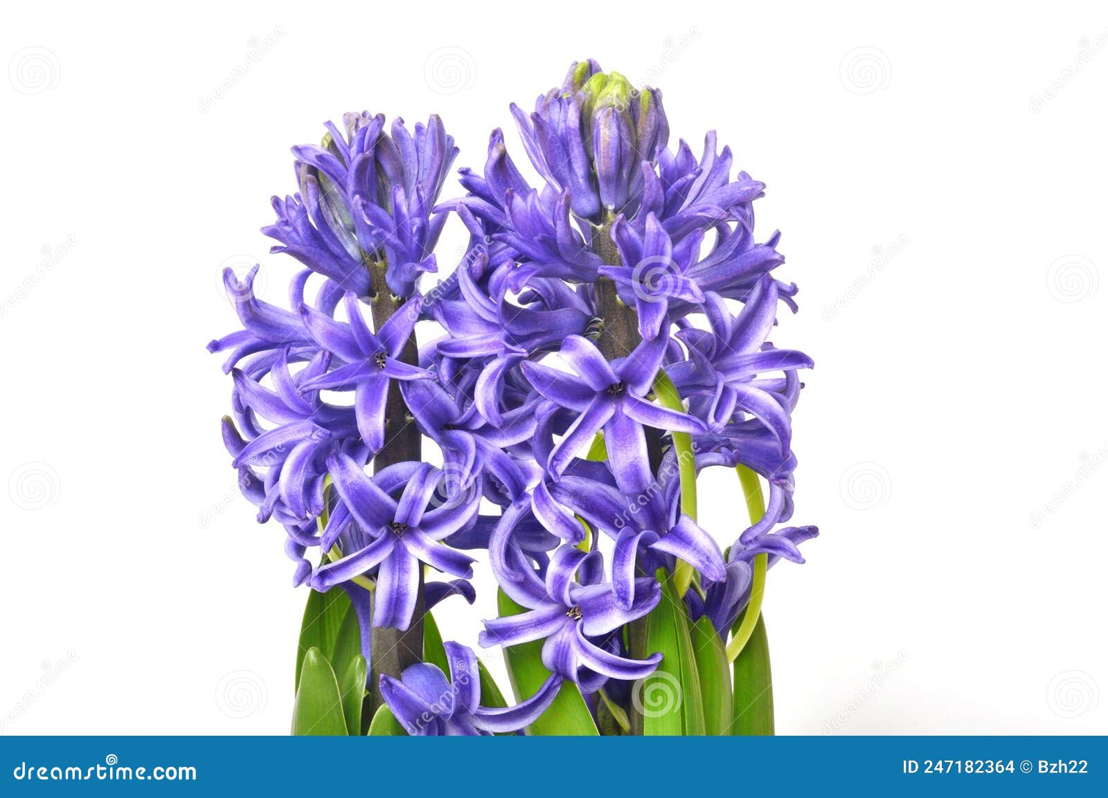 Studio shot of a hyacinth stock photo. Image of grape - 247182364
