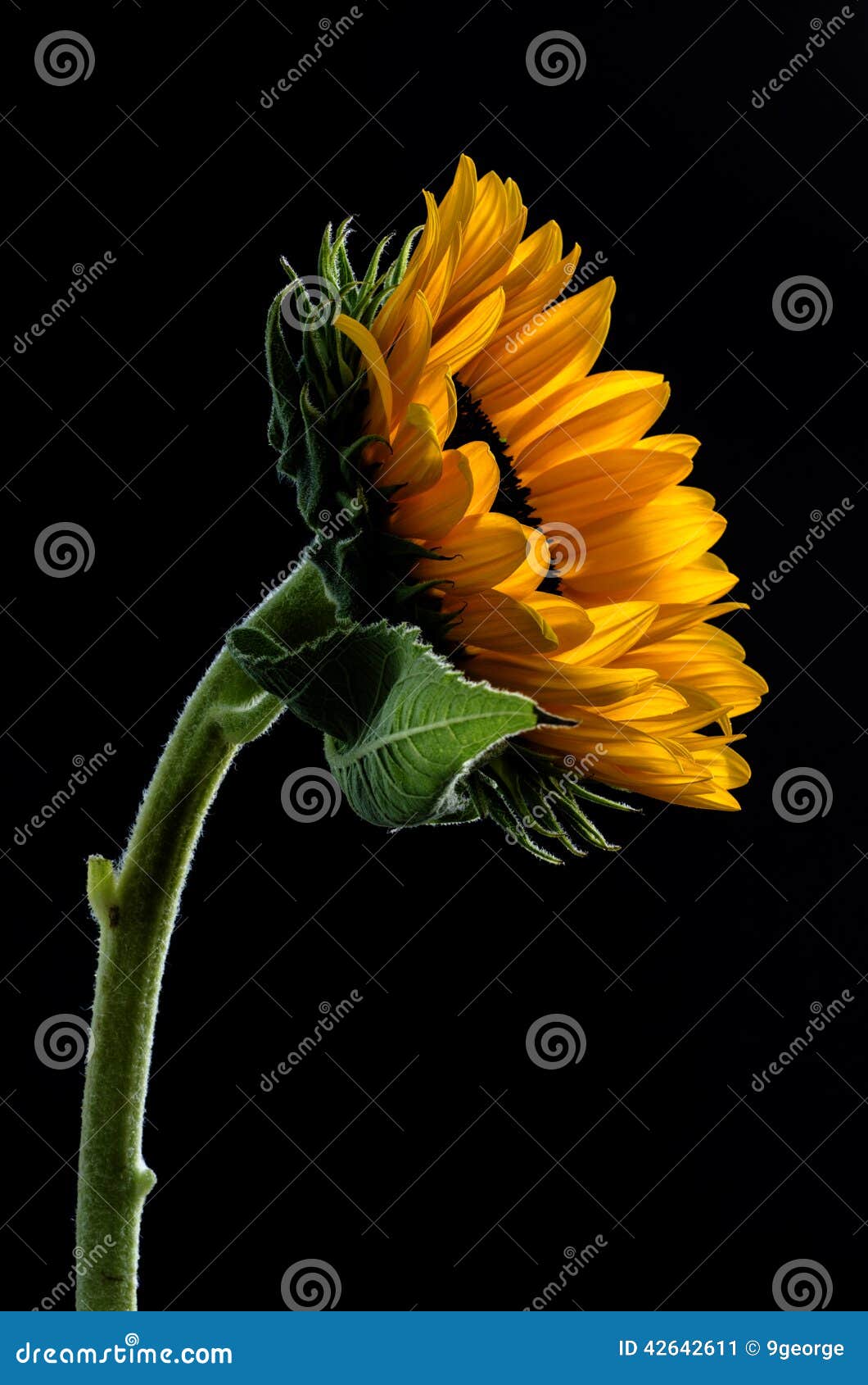 Sunflower Black Background Stock Images - Download 15,733 Royalty Free ...