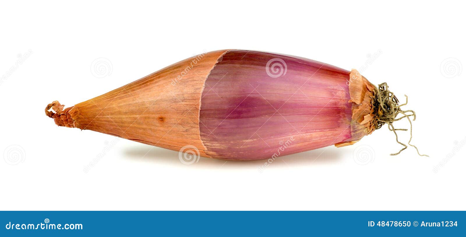 Studio Shot of Long Purple Onion Stock Photo - Image of cooking ...