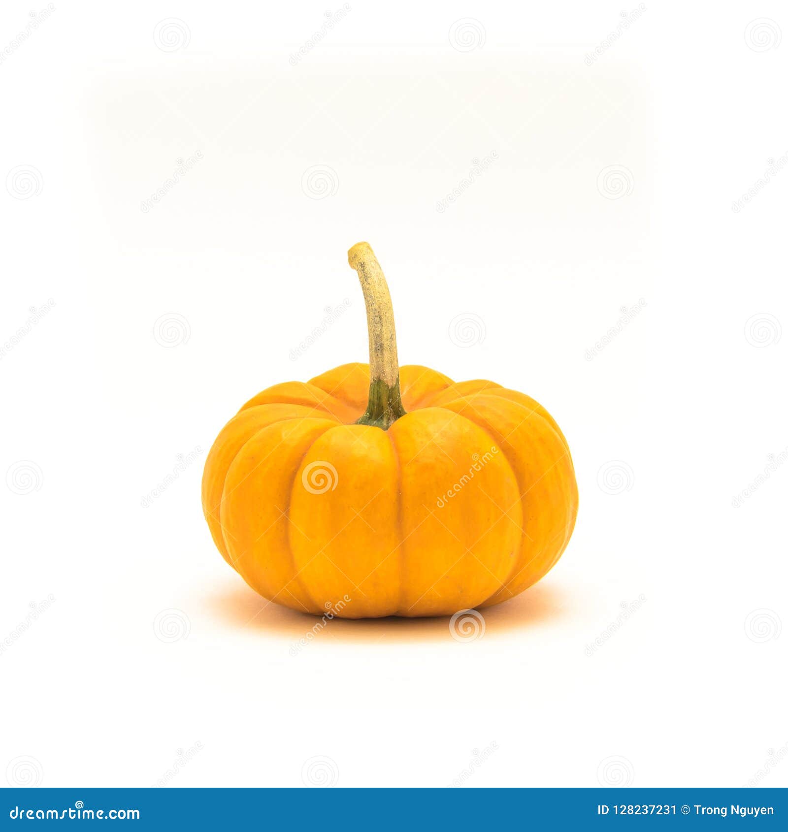 Single Mini Pumpkin with Long Stem Isolate on White Stock Image - Image ...