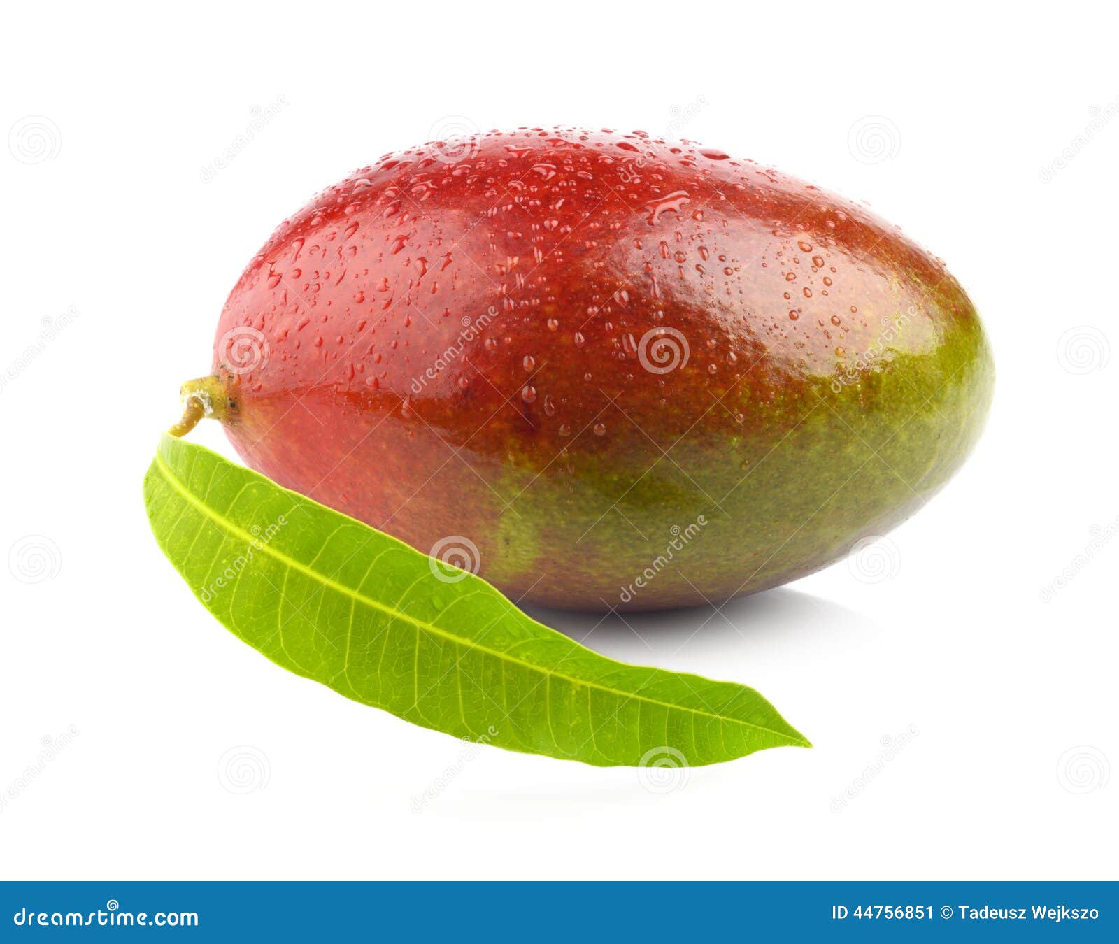 Studio Shot of One Whole Mango with Leaf Isolated Stock Image - Image ...