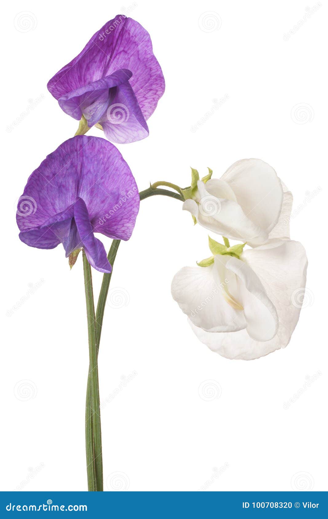 Sweet pea flower isolated stock photo. Image of objects - 100708320 Sweet pea flower isolated stock photo. Image of objects - 100708320