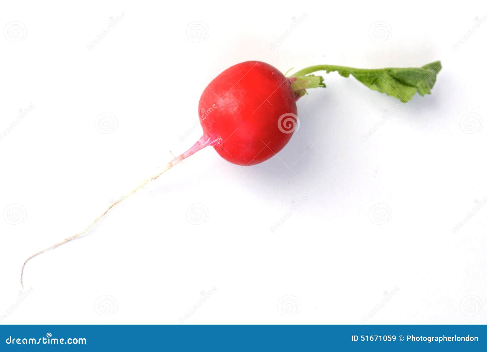 Studio Shot of Raddish on White Background Stock Image - Image of ripe ...