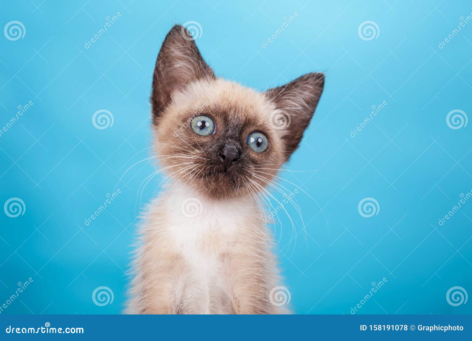 Studio Shot of a Siamese Cute Kitten Stock Photo - Image of river, rock ...