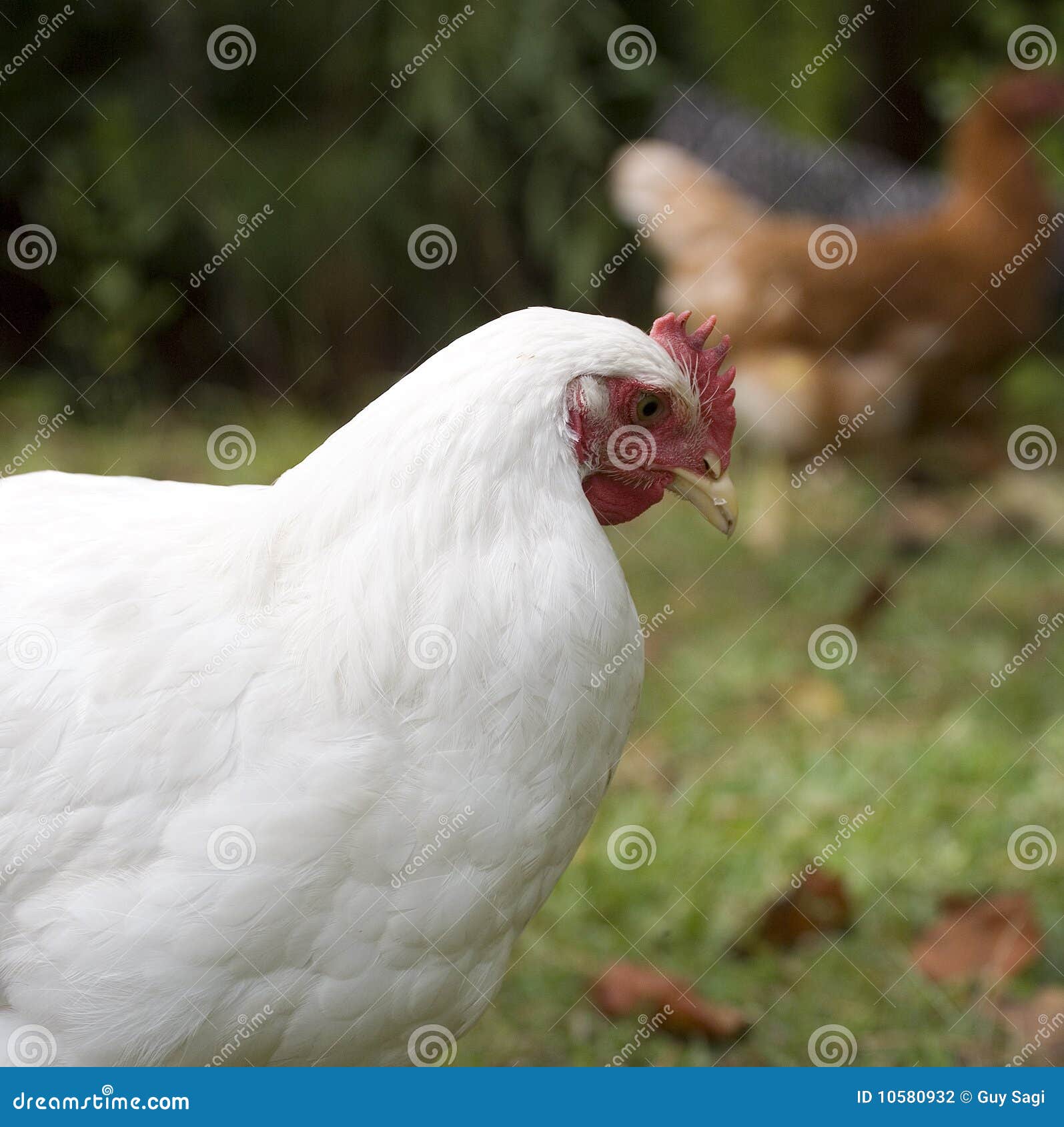 Studious hen stock photo. Image of wings, study, farm - 10580932