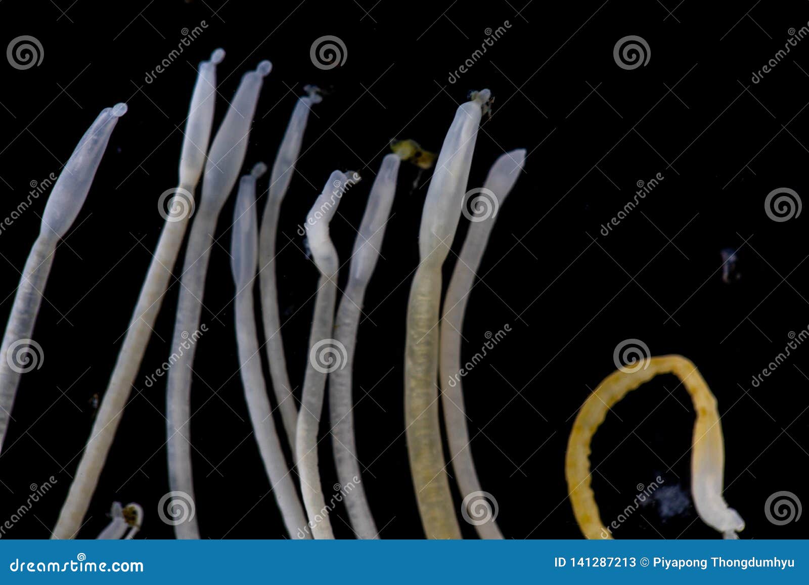 The Study Of Acanthocephala Is A Phylum Of Parasitic Worms Known As ...