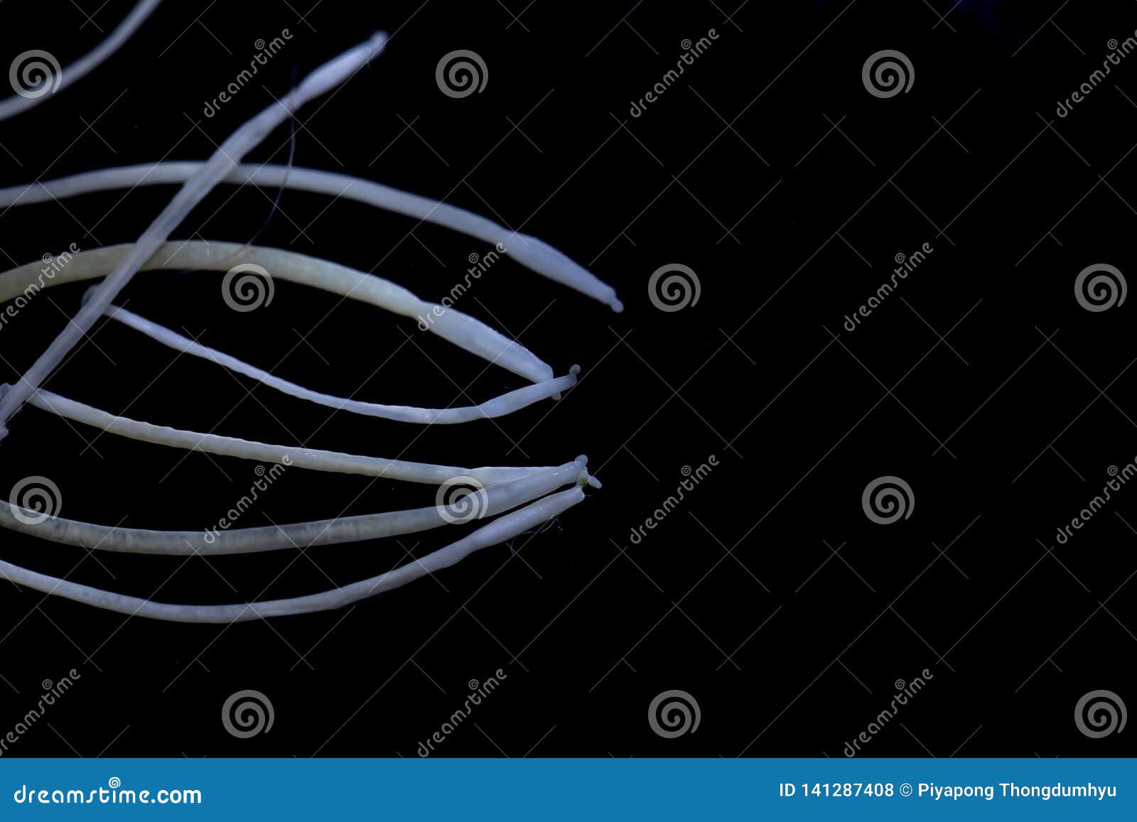 Acanthocephala is a Phylum of Parasitic Worms Known As Acanthocephalans ...