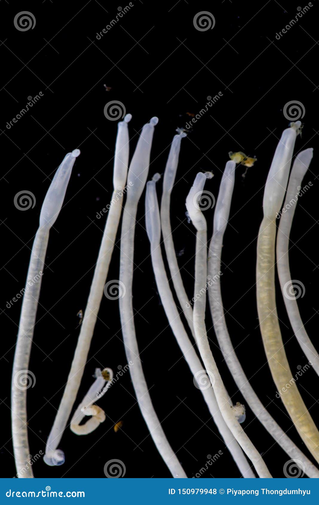 The Study Of Acanthocephala Is A Phylum Of Parasitic Worms Known As ...