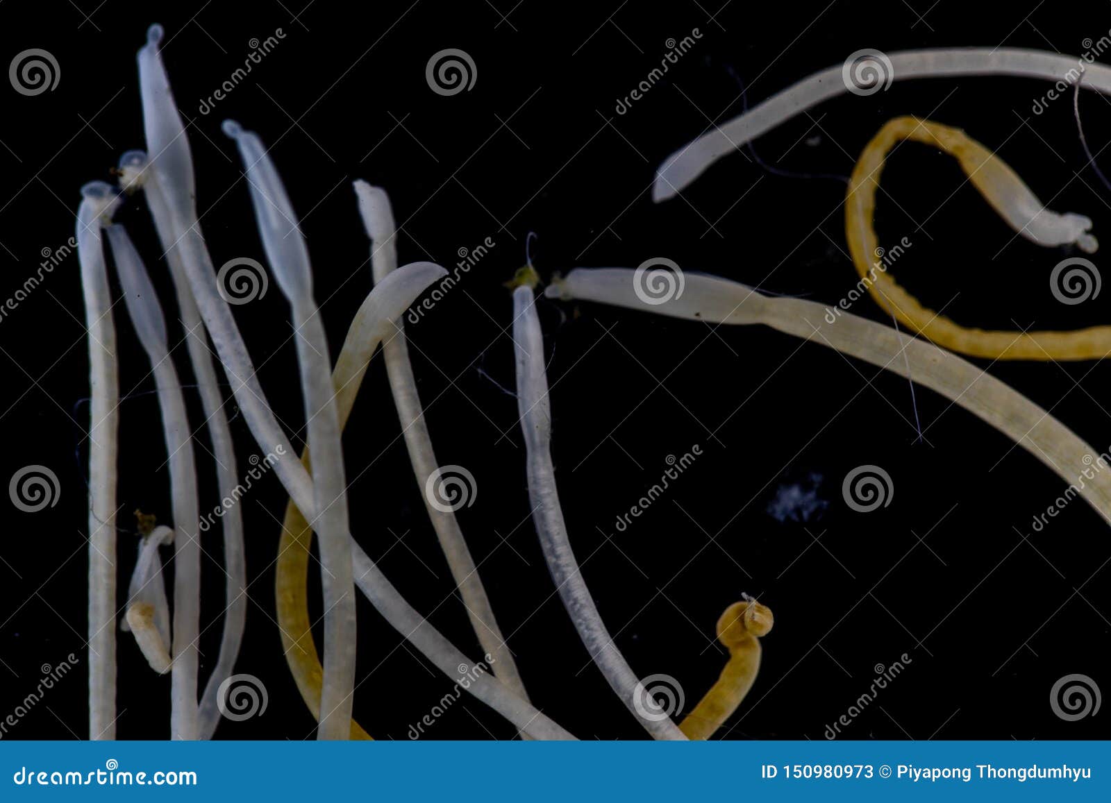 The Study Of Acanthocephala Is A Phylum Of Parasitic Worms Known As ...