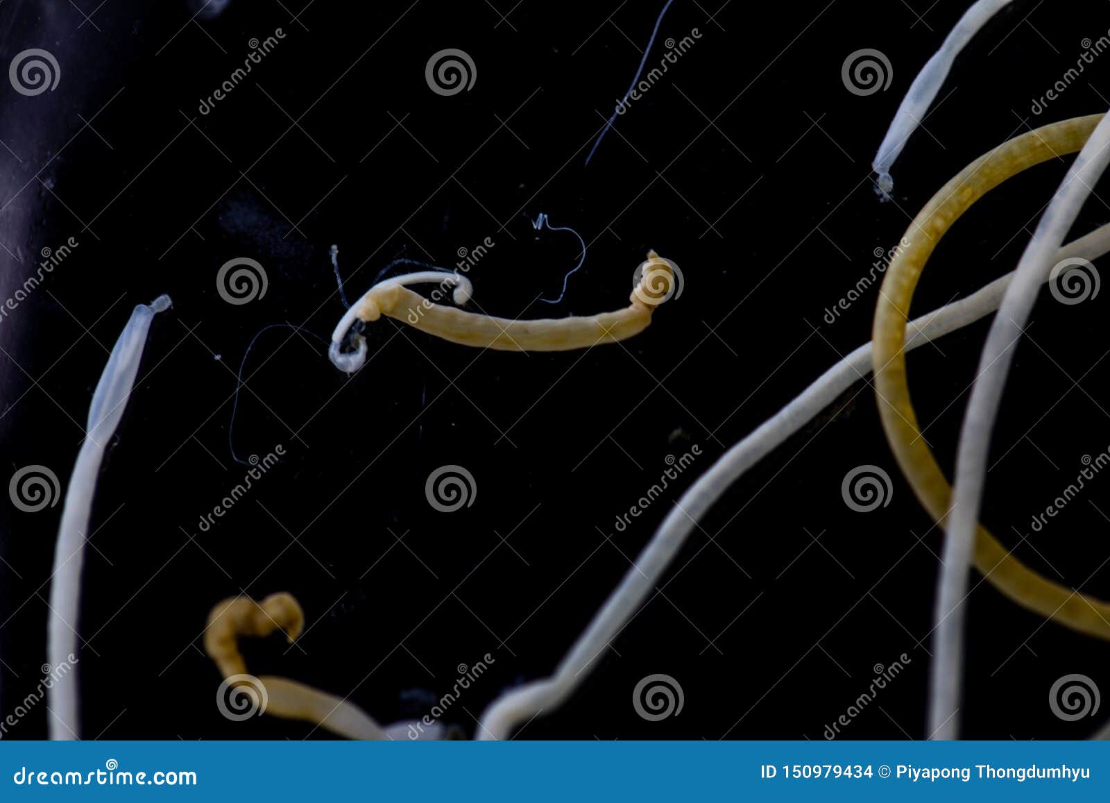The Study Of Acanthocephala Is A Phylum Of Parasitic Worms Known As ...