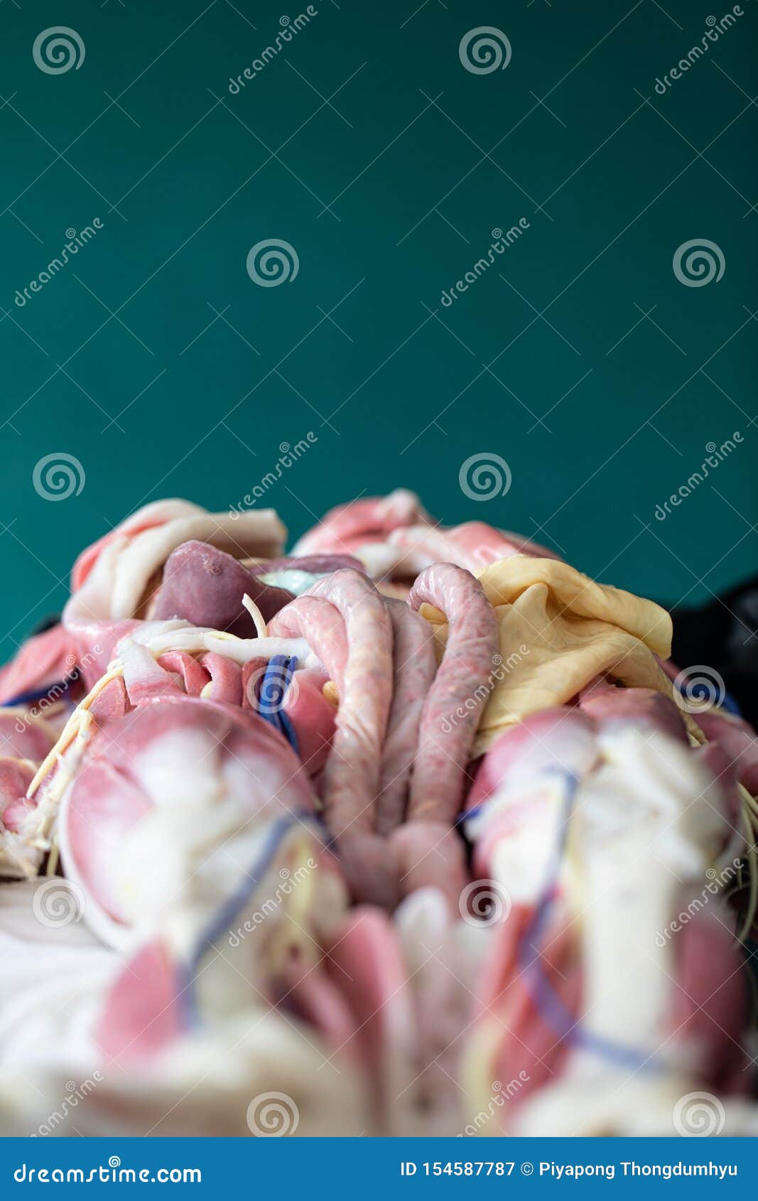 Study Anatomy Human and Histological Sample of Human Model. Stock Image ...