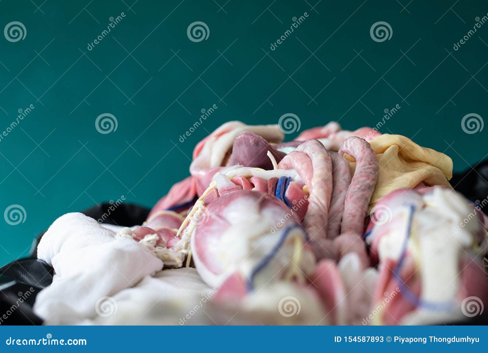 Study Anatomy Human and Histological Sample of Human Model. Stock Image ...