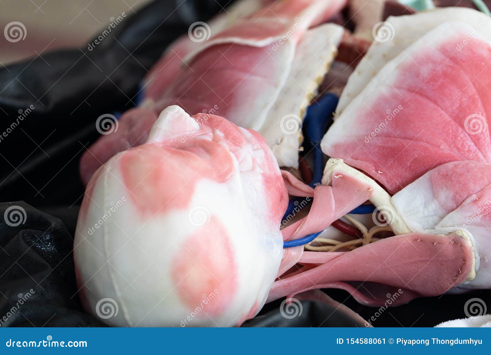 Study Anatomy Human and Histological Sample of Human Model. Stock Image ...