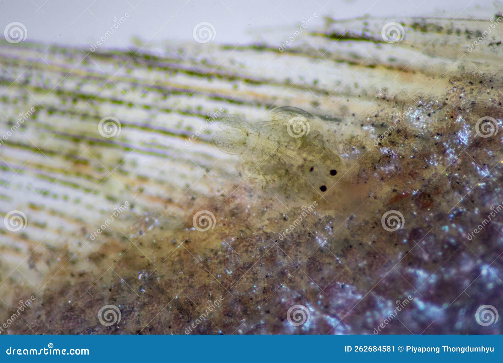 Study of Argulus Sp. and Clinostomum Sp. Under Microscope View in ...