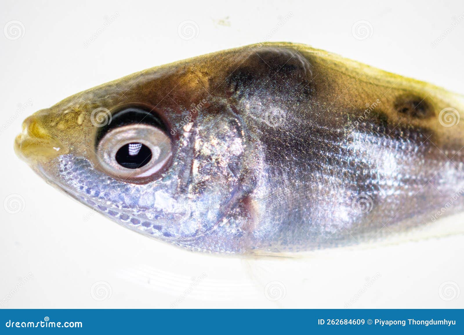 Study of Argulus Sp. and Clinostomum Sp. Under Microscope View in ...