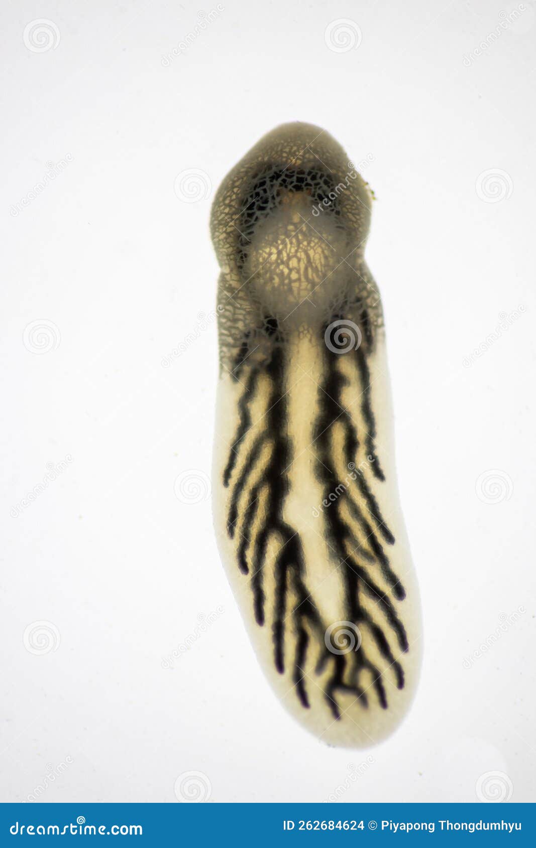 Study of Argulus Sp. and Clinostomum Sp. Under Microscope View in ...